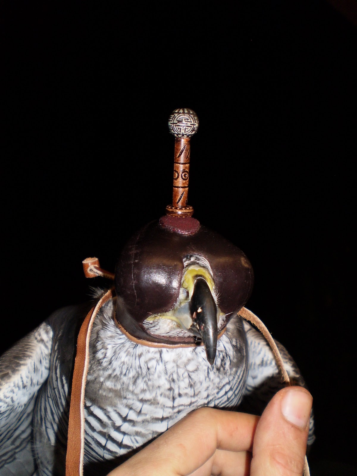 CAPERUZAS PARA RAPACES