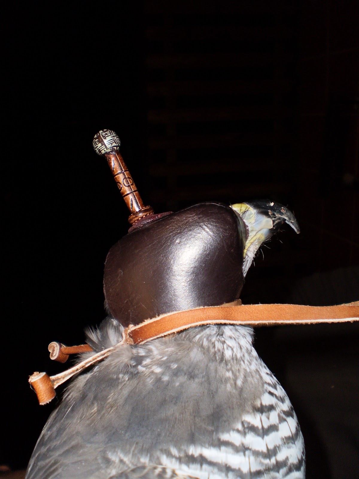 CAPERUZAS PARA RAPACES