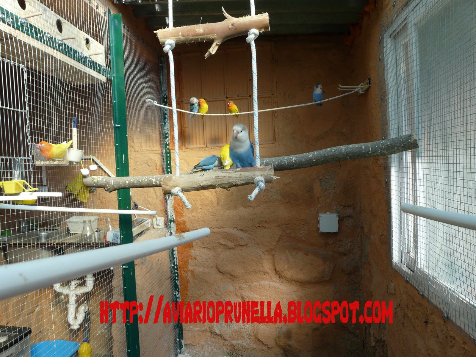 AVIARIO PRUNELLA: El Aviario Al Fin Completo