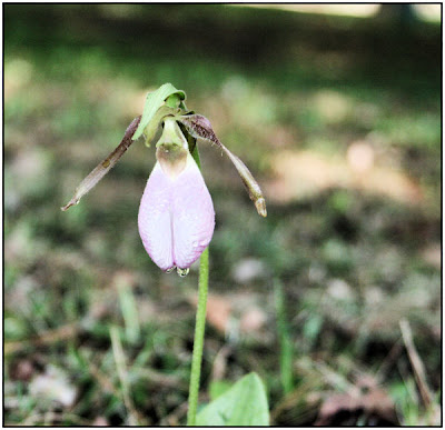MyDay MyInterests Photoblog: New Hampshire's State Flower "Lilac ...
