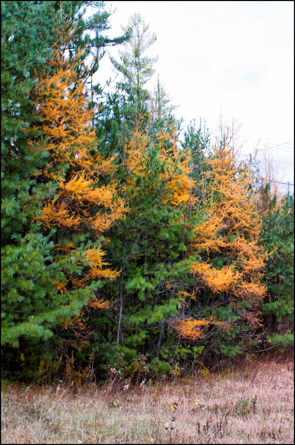 MyDay MyInterests Photoblog: Have You Ever Heard Of Tamarack Trees?