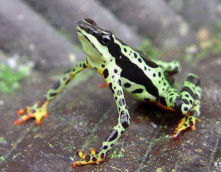10 Most Unique Frog In the World | World Most Amazing Information