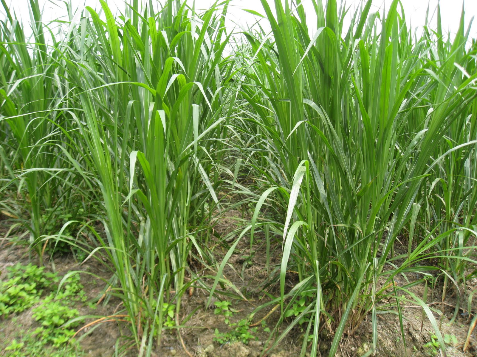 Nutrisi Pakan Lengkap Rumput Gajah - Sekilas Peternakan