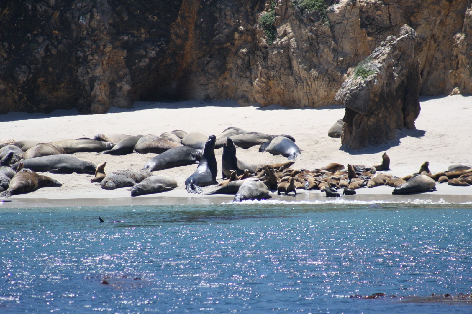 Volunteer Naturalist Channel Islands National Park: whale watching in ...