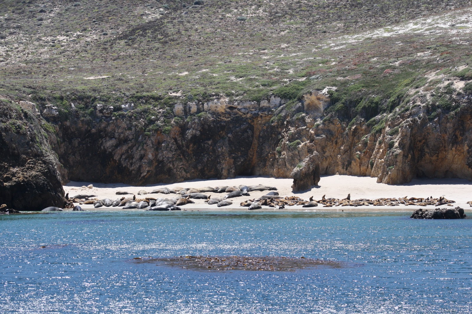 Volunteer Naturalist Channel Islands National Park: whale watching in ...