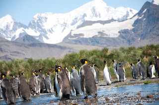 South Georgia Journal 2012: Penguin River