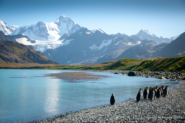 South Georgia Journal 2012: Penguin River