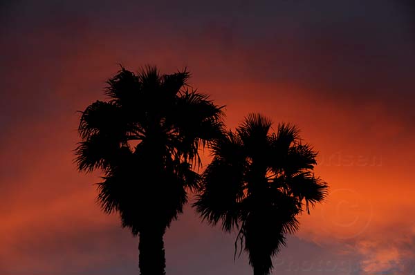 Orisen Photography: Palm Fire