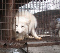 Fashion - More: Stripping Down the Controversy of the Fur Industry