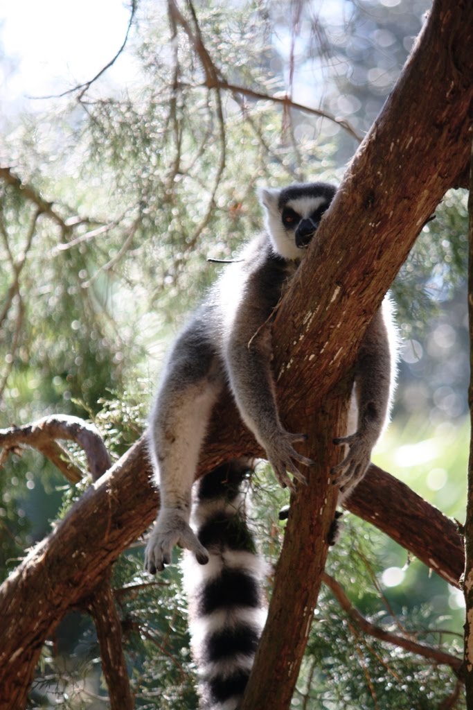 Adventures in Lemur-land