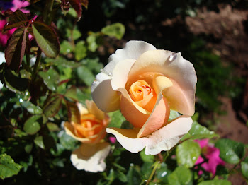 Roses, Color and Light: What is so Rare as a Day in June?