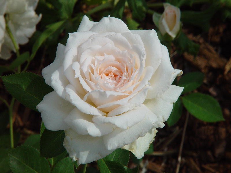 Roses, Color and Light: Prairie Star, a Star in My Garden