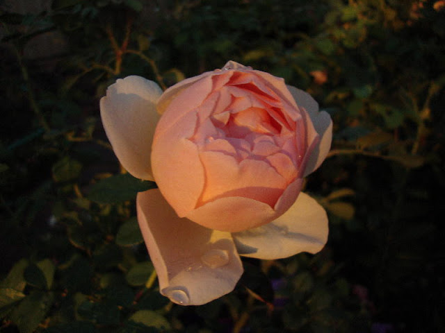 Roses, Color and Light: The Jude the Obscure Rose ~ An Ethereal ...