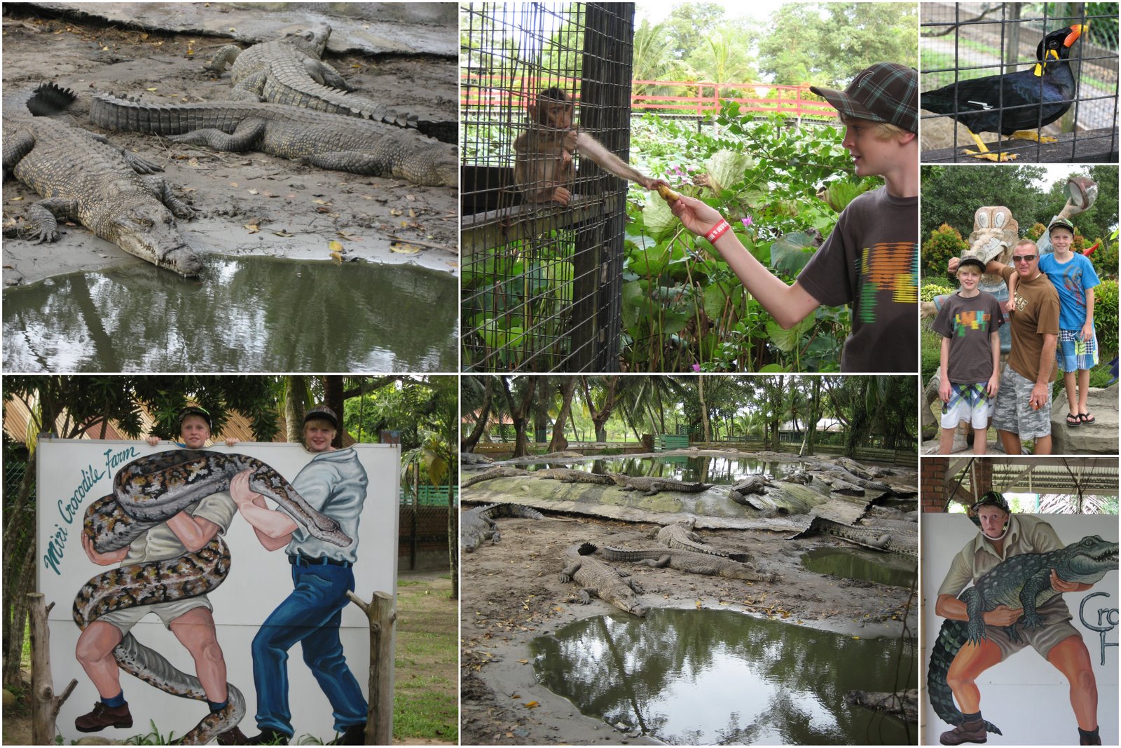 The Story of 3 Men and a Little Lady: Miri Crocodile Farm