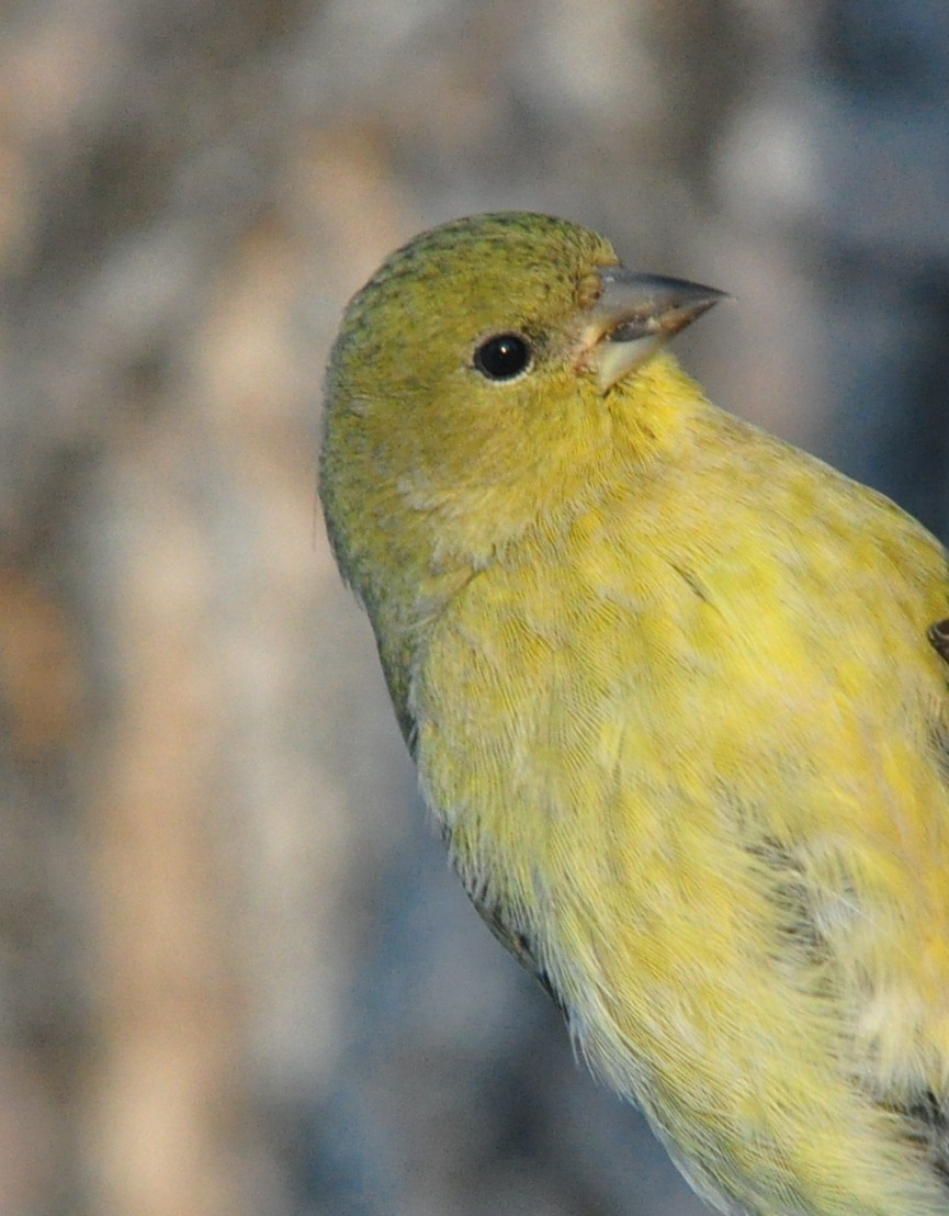 Birds of Madison County: Lesser Goldfinch