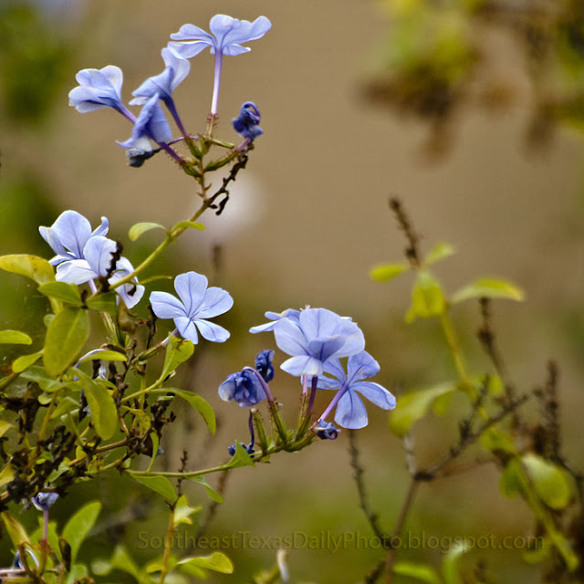 Southeast Texas Daily Photos: Blue, baby-blue flowers spice the landsaping