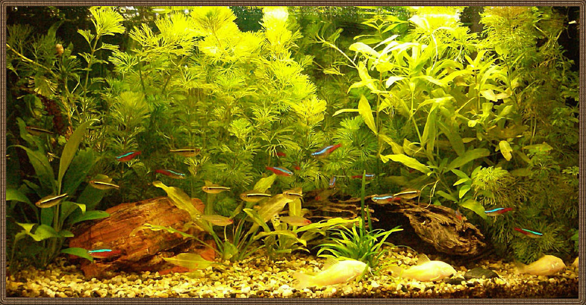 S.C.V. Aquascaping Ideas: Small Amazon Biotope - Juwel Record 60 - 54 Lt
