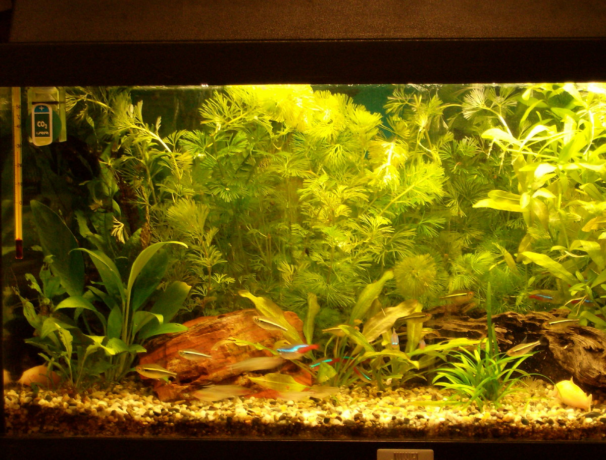 S.C.V. Aquascaping Ideas: Small Amazon Biotope - Juwel Record 60 - 54 Lt