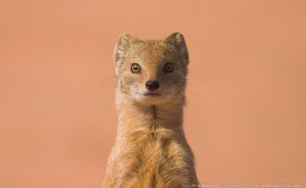 A little bit of Flávia!: Cara de fuinha!!