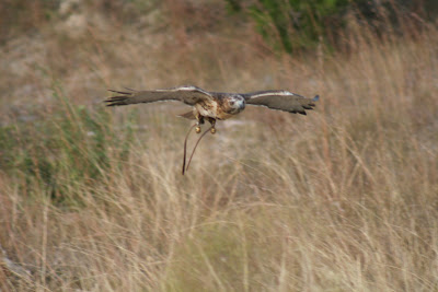 Wild Ed's Texas Outdoors: Hawking and Falconry Pictures from Today