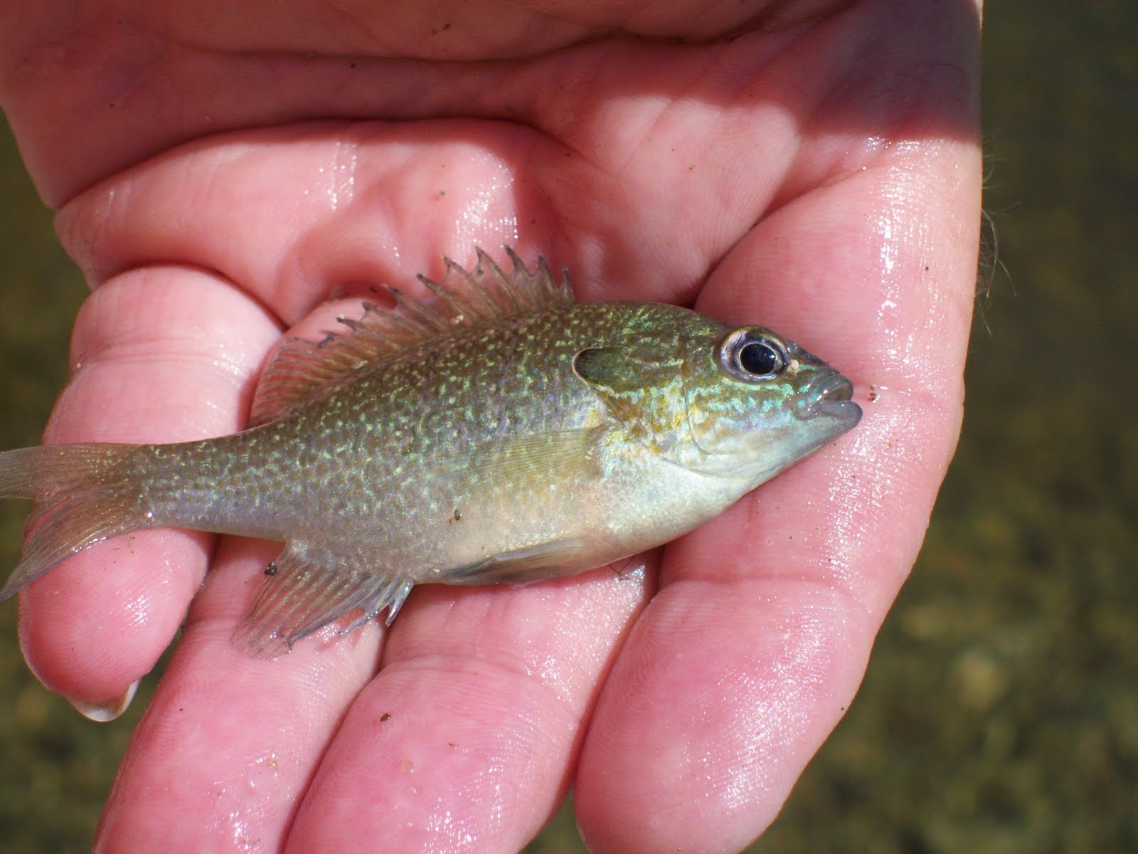 Wild Ed's Texas Outdoors: Sampling Brushy Creek for Native Aquarium Fish