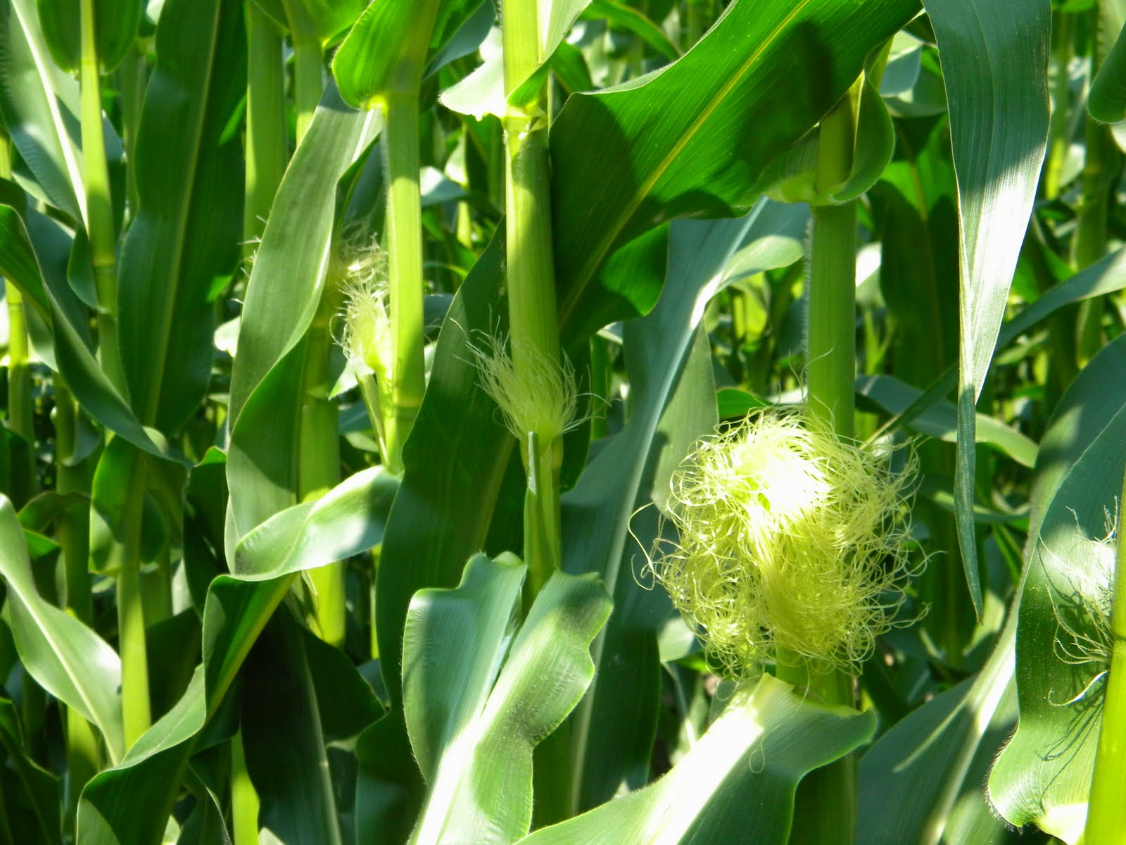 Better Crops By Barker Sex All Around Us