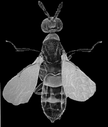 Science Fun: Edna- Wowbugs