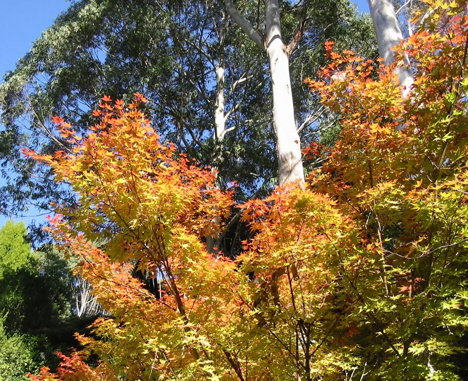 Quiltingorchardist: Patterns and Colour.