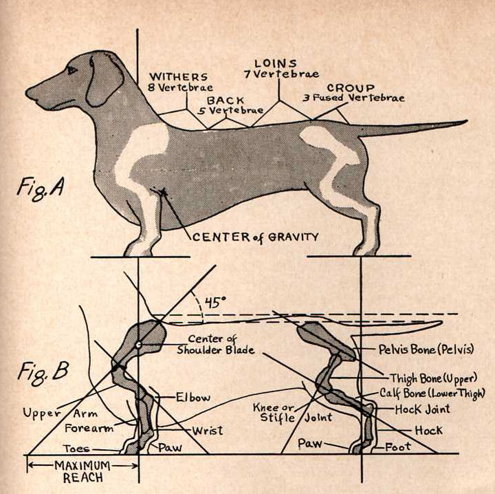 dachshund | Dachshund dog, Dog anatomy, Dachshund