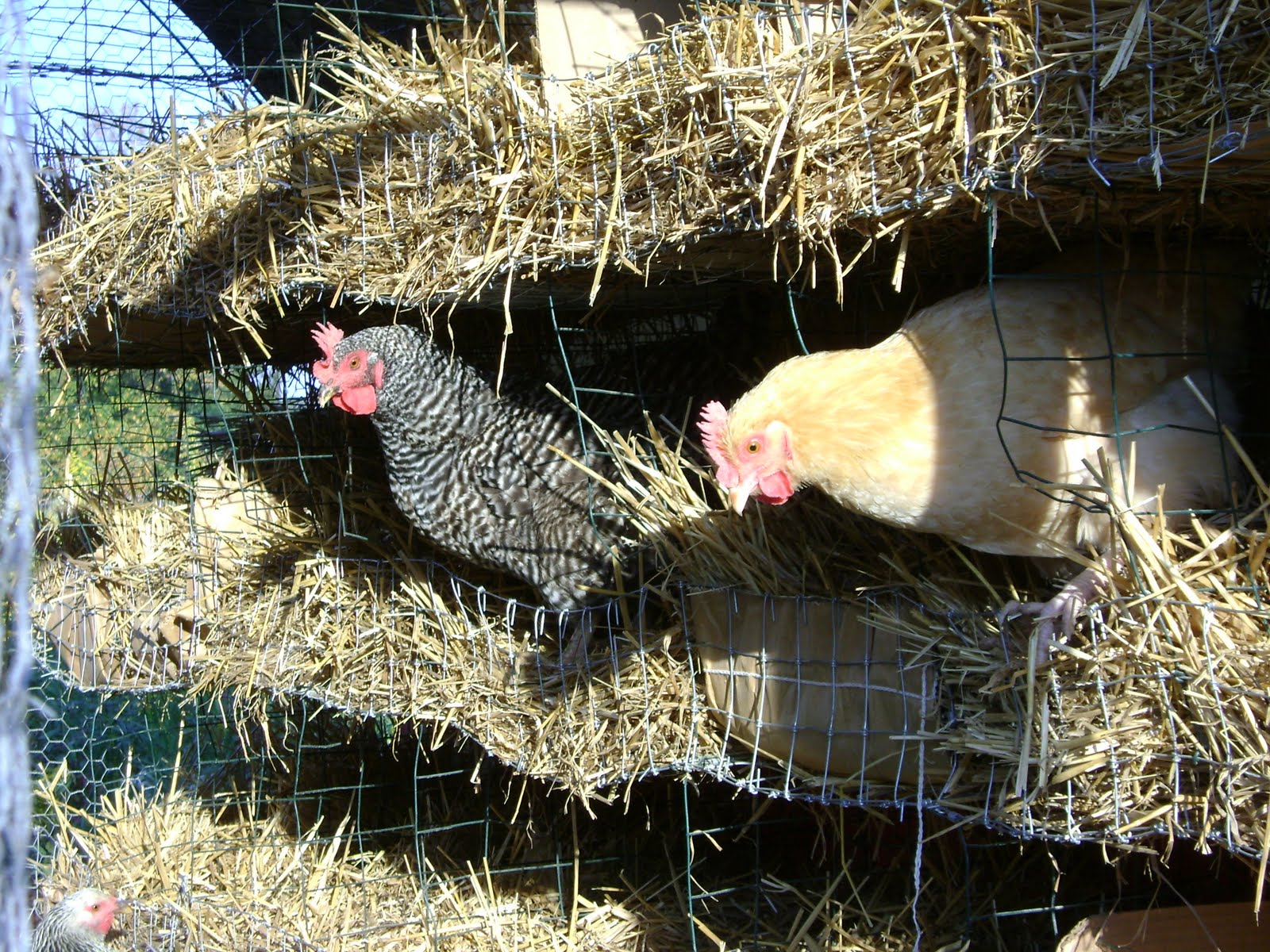 Ecotone: Cluck Old Hen