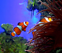 Outside the Cubed: Symbiotic Synergy - Becoming a Global Citizen