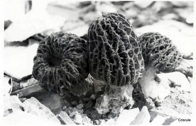 Cogomelos e Flora de Valdeorras: "“ Orellos, cuncos e pantorras ...