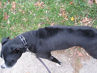 Here's what I think about that...: piloerection