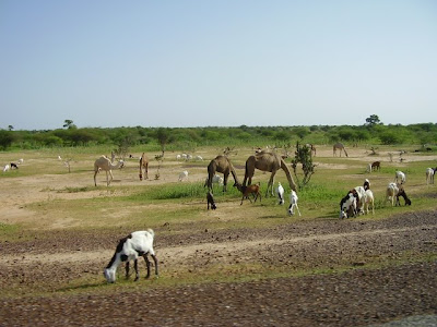 Debbie Heine: Bush trips and Baby shrews
