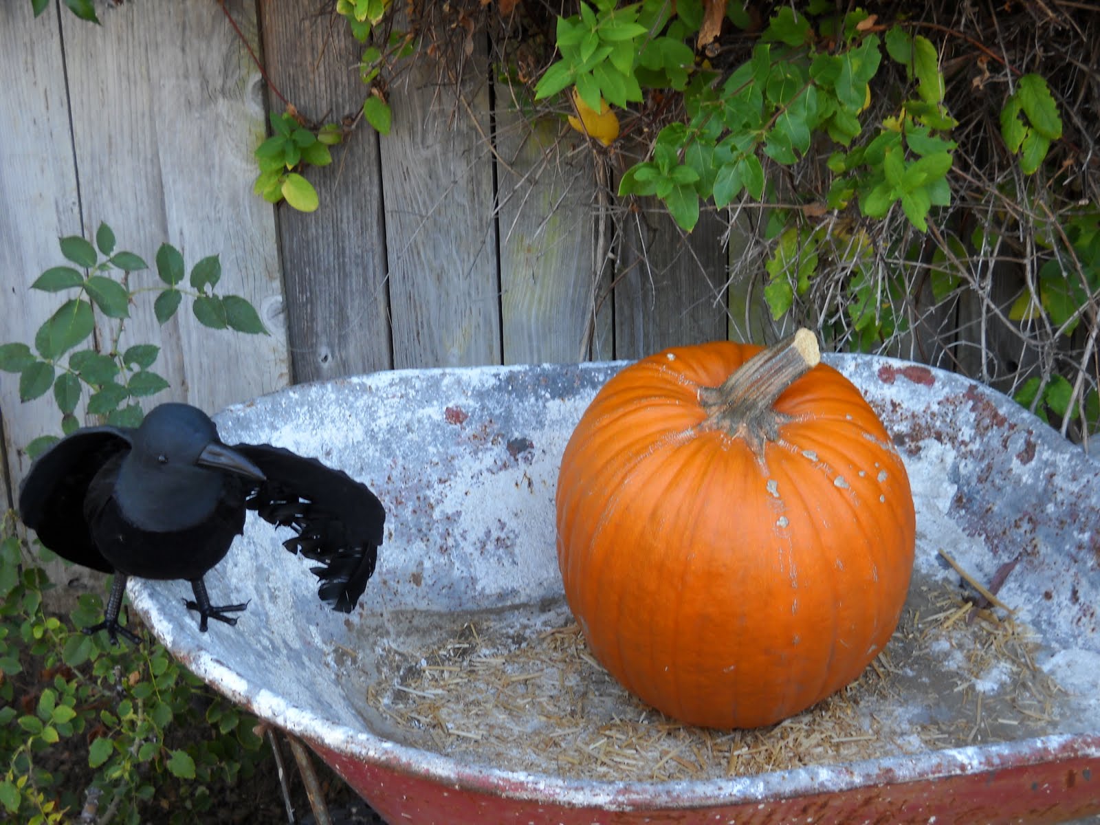 rosespetitemaison: Baby Jake's First Birthday or Pumpkin Extravaganza