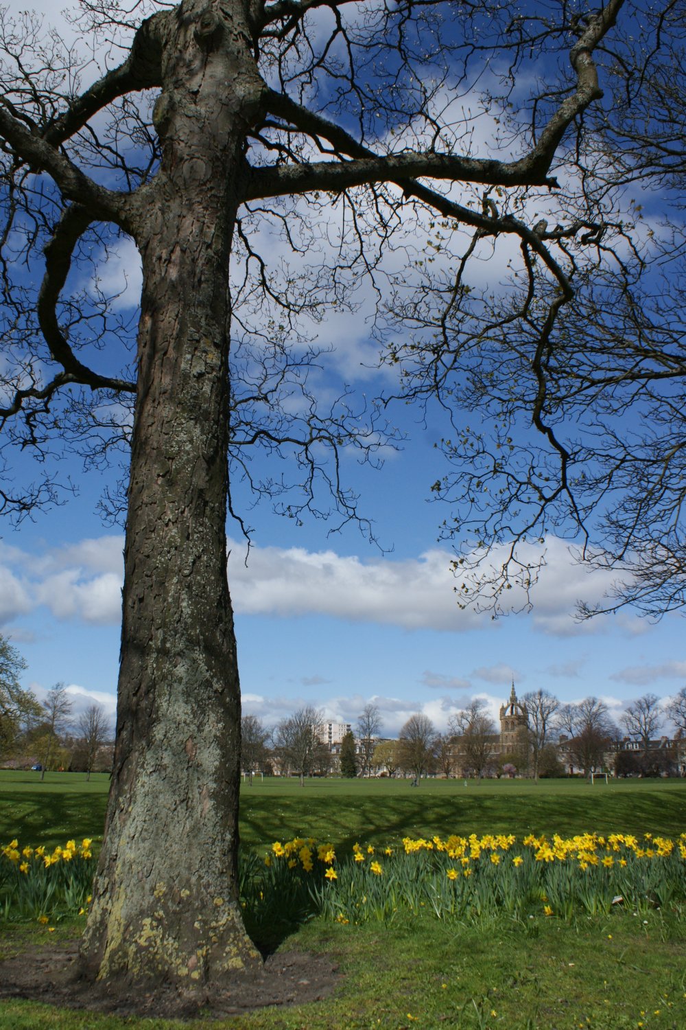 Tour Scotland: April Photograph Daffodils Perth Scotland