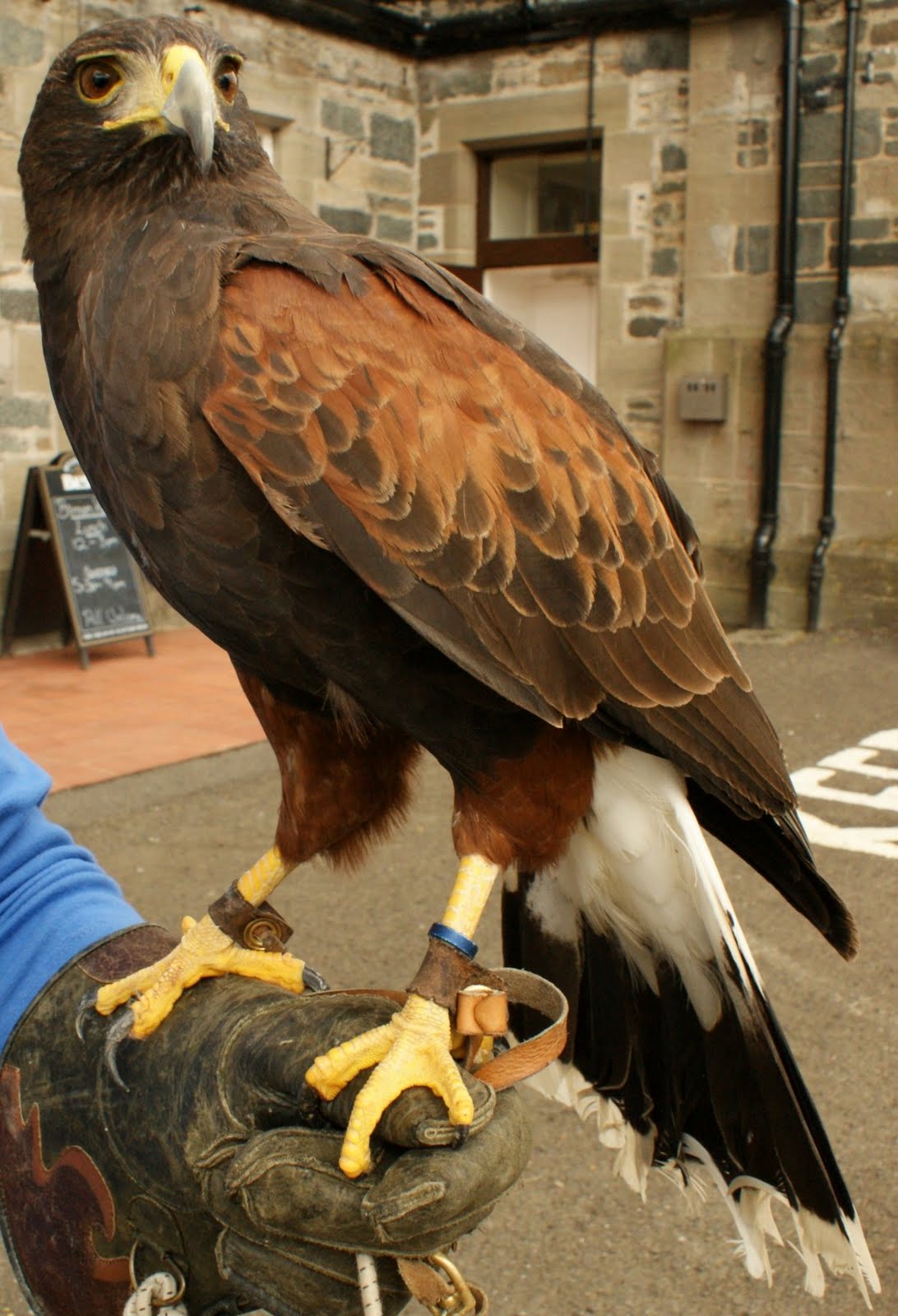 Tour Scotland: May 27th Photograph Harris Hawk Scotland