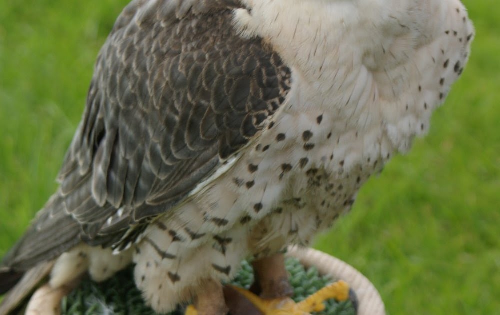 Tour Scotland: Tour Scotland Photographs Lanner Falcon