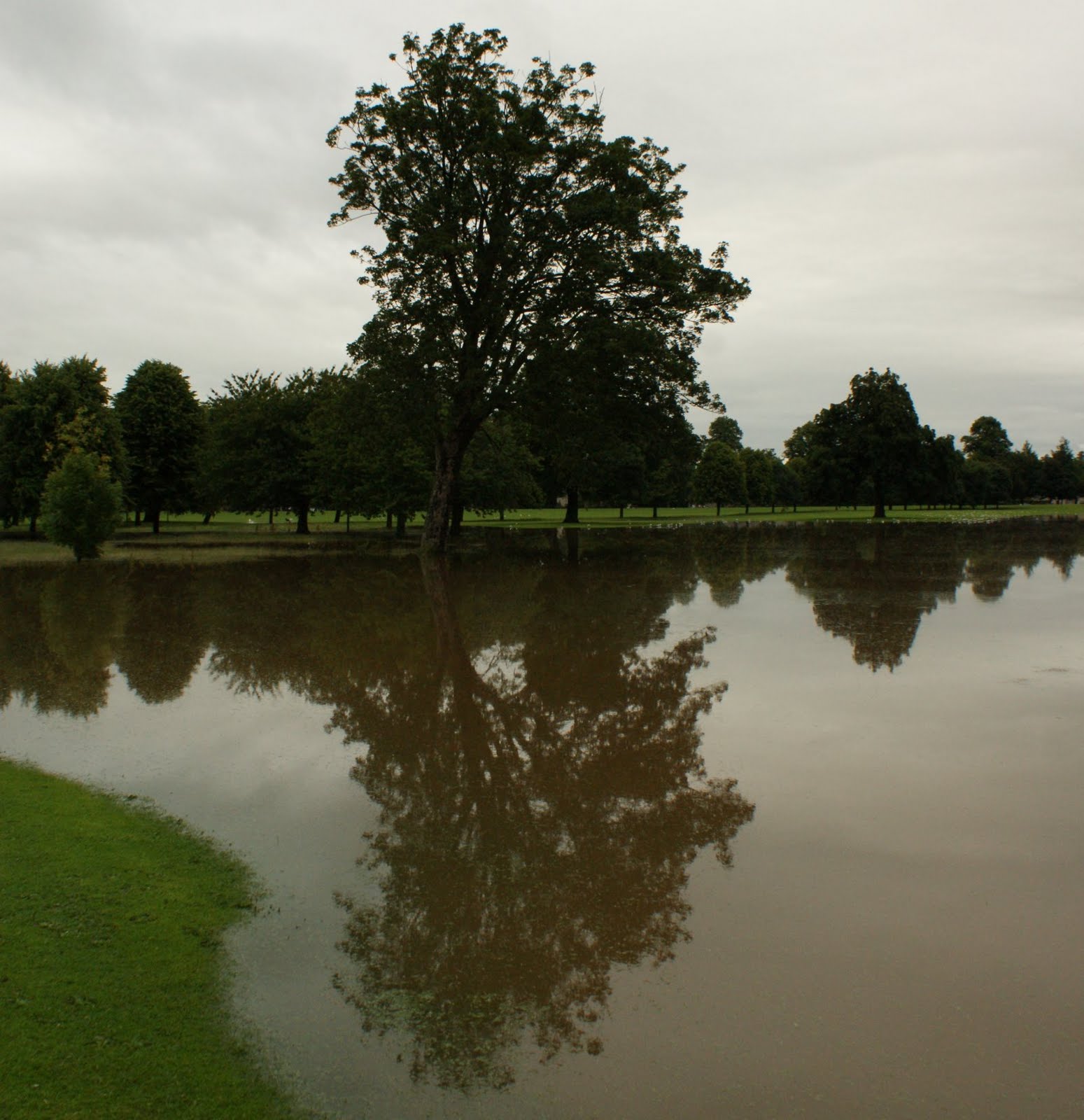Tour Scotland: July 21st Photograph Tree South Inch Perth Scotland