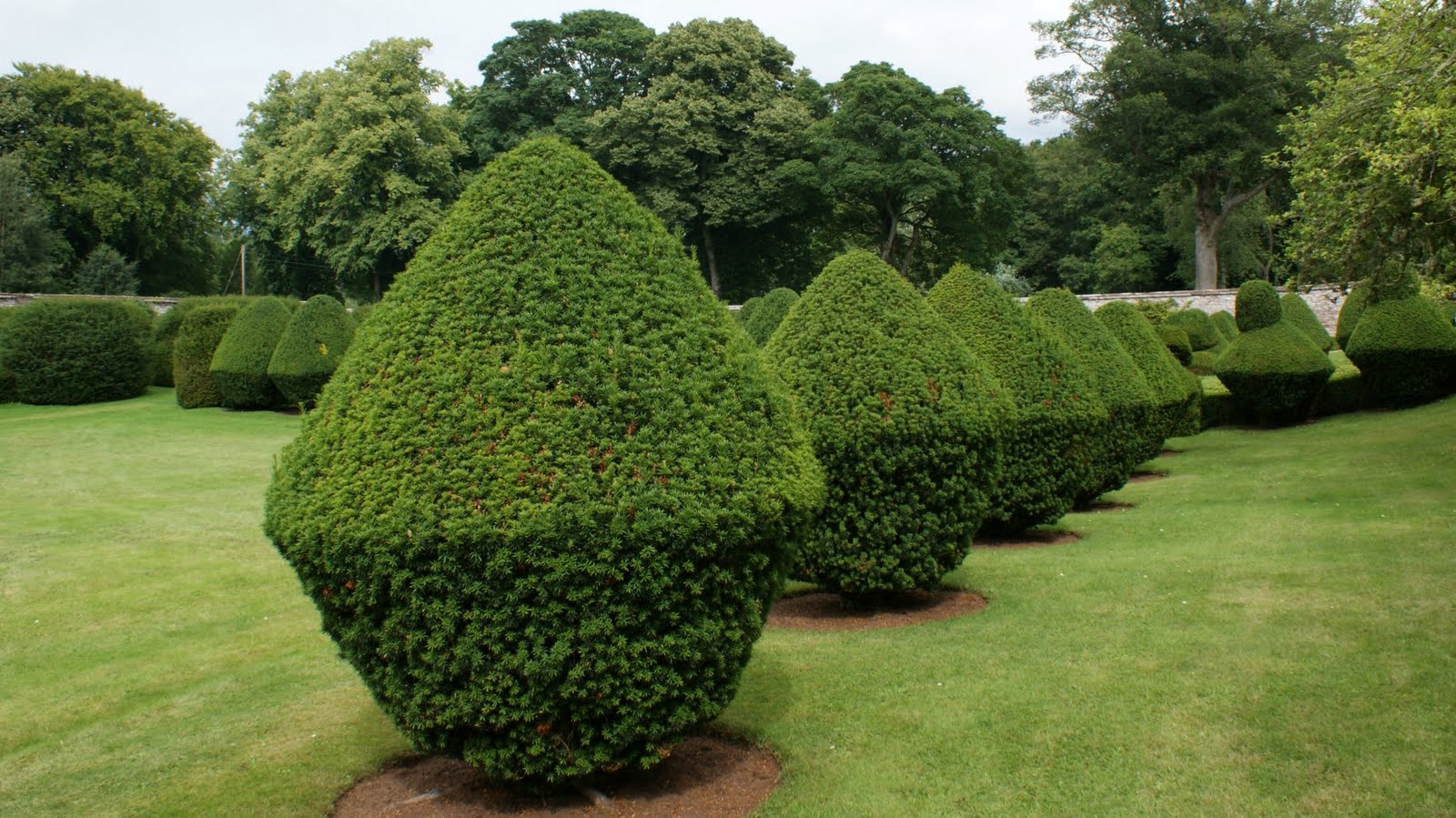 Tour Scotland: August 8th Photograph Topiary Airlie Castle Gardens Scotland