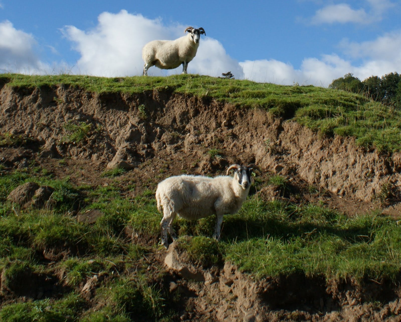 Tour Scotland: September 24th Photograph Sheep Scotland