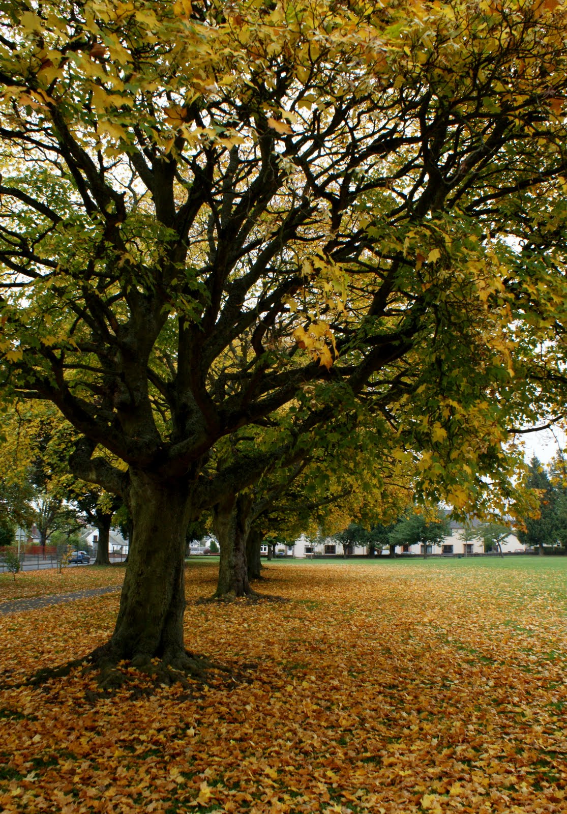 Tour Scotland: October 12th Photograph Autumn Trees Scotland