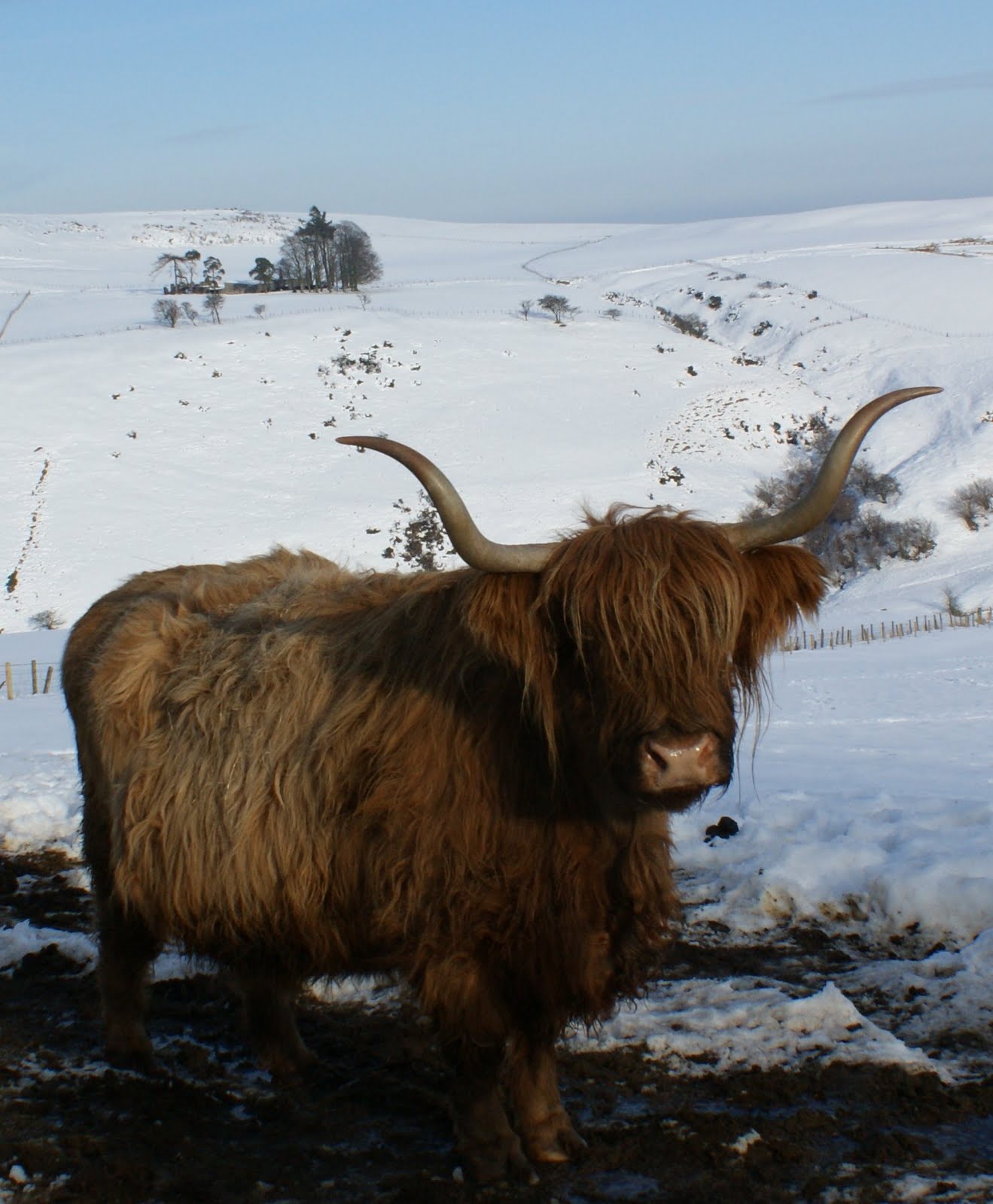 Tour Scotland: Tour Scotland Winter Photograph Highland Cow