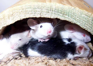 Corn Snake: História dos Camundongos