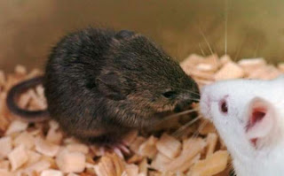 Mundo Dos Ratos: Camundongo