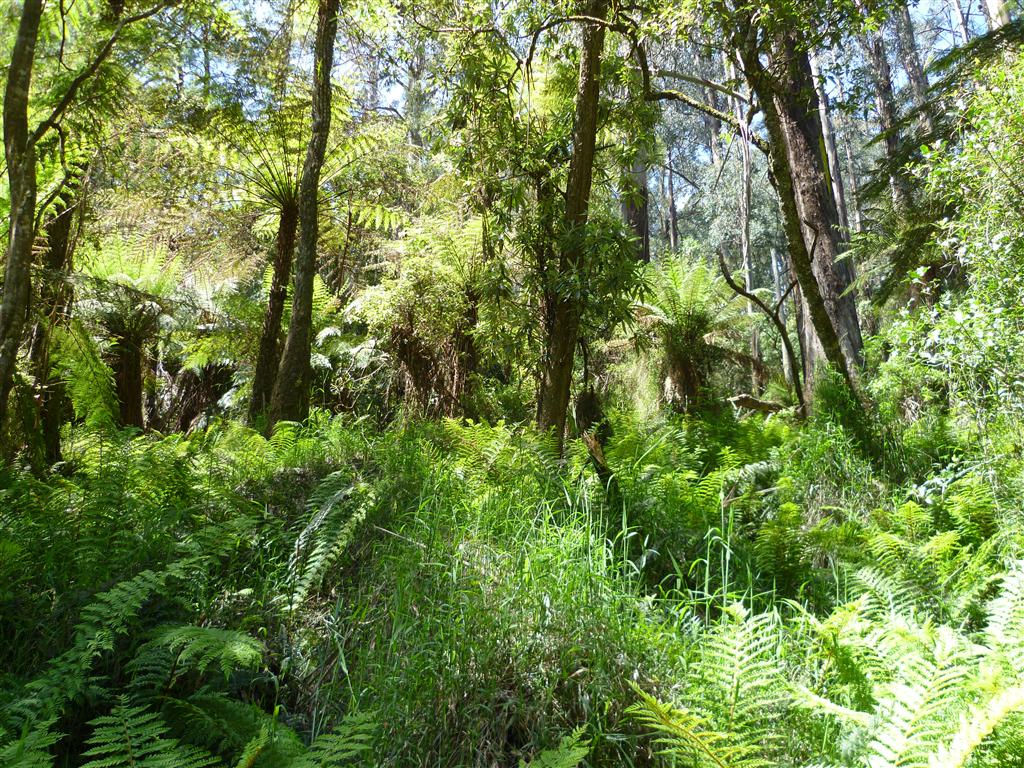 Dieter M. in Australië: The jungle