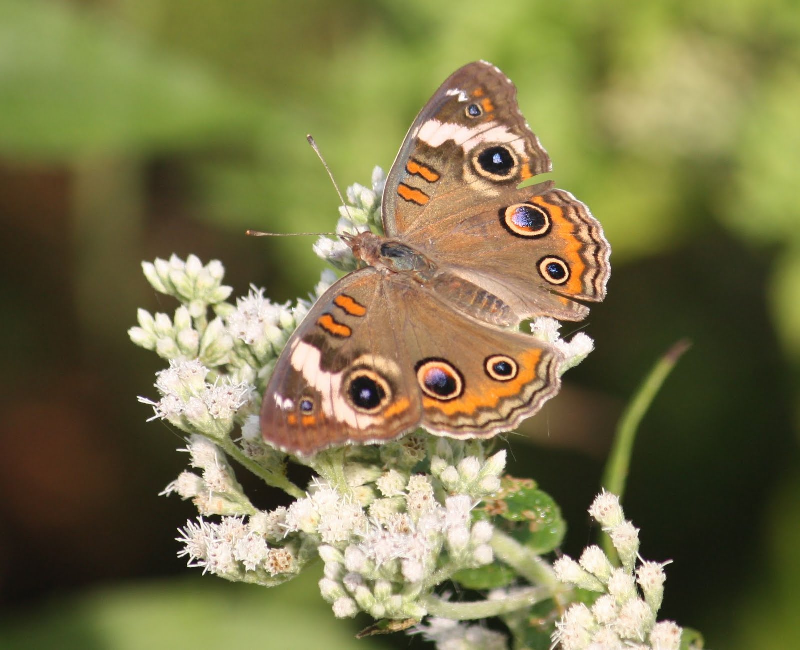 Beachgirl's Blog: Common Buckeye Butterflies