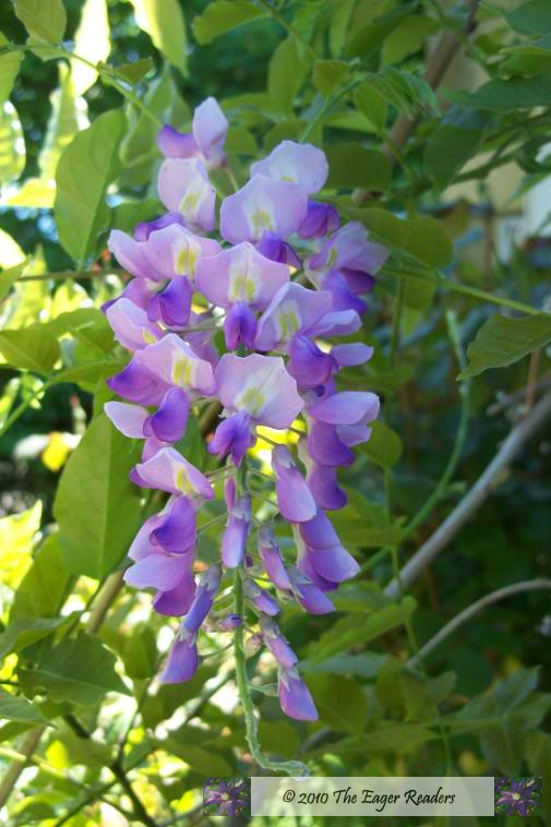 The Eager Readers: Flower Friday: Wisteria