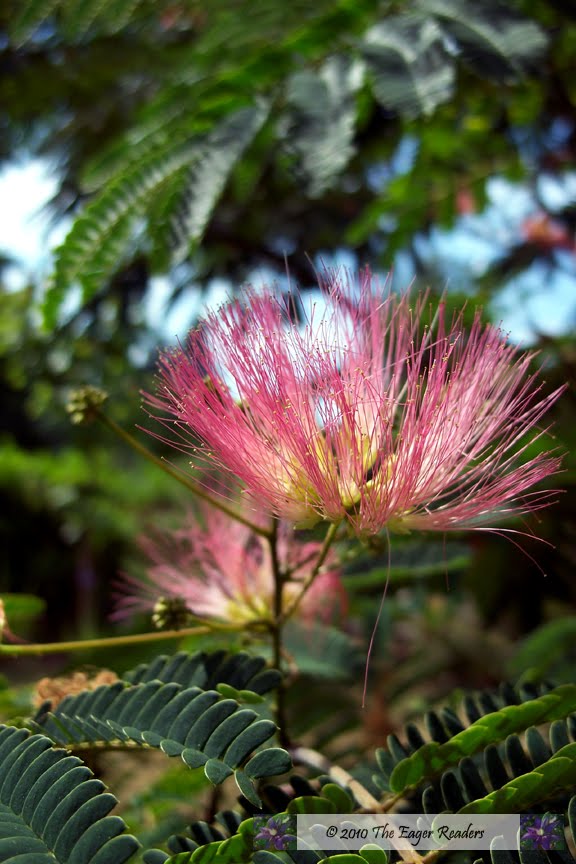 The Eager Readers: Flower Friday - Mimosa