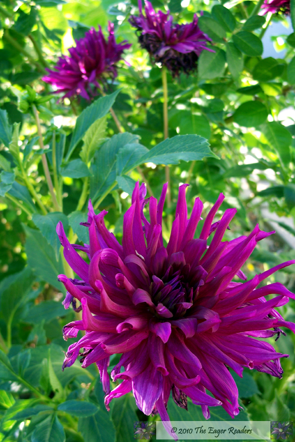 The Eager Readers: Flower Friday - Dahlia + Friday's Fab Five